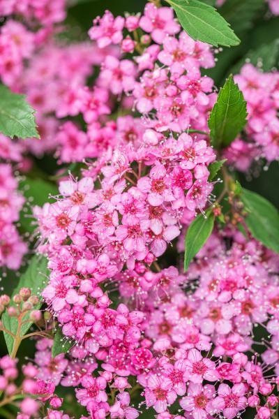 Spiraea japonica 'JW1' (pbr) Rick Star | van Vliet New Plants