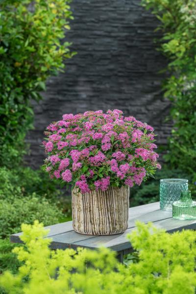 Spiraea japonica 'JW1' (pbr) Rick Star | van Vliet New Plants