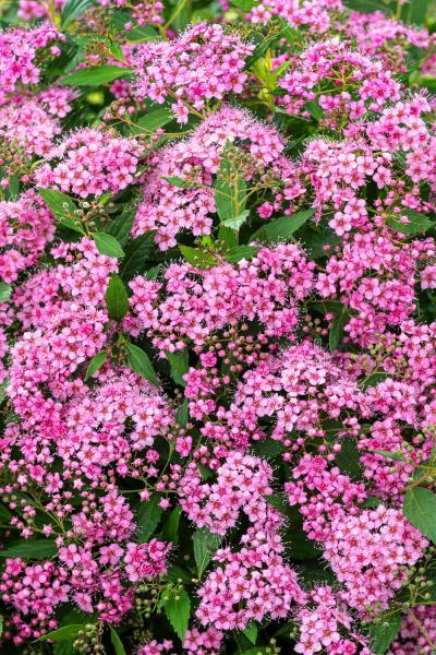 Spiraea japonica 'JW1' (pbr) Rick Star | van Vliet New Plants
